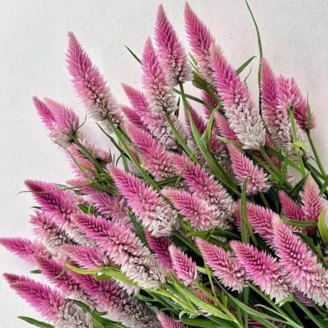 Colosia Flamingo Feather Seed | Cockscomb Seed - Etsy