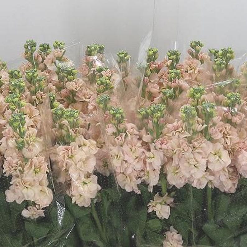 Stock Katz Apricot Seed , Cut Flower Stock Katz Seed - Etsy