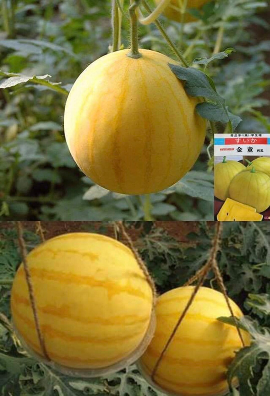 Japanese Yellow Watermelon Seed Japanese Lemon Drop Watermelon Seed - Etsy