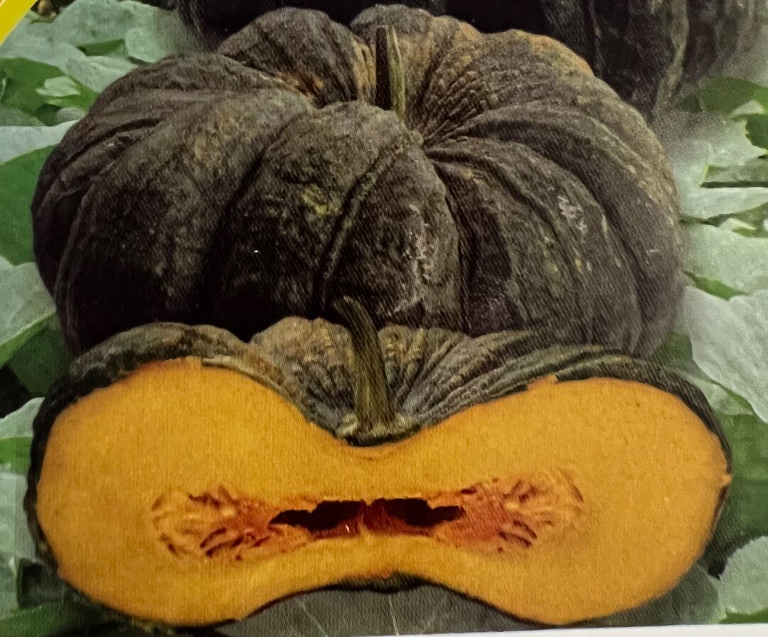 Thai Super Big Pumpkin (F1) Seed - Etsy