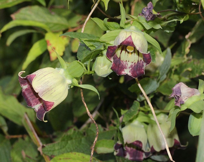 Codonopsis Lanceolata Seed | Deodeok Seed - Etsy