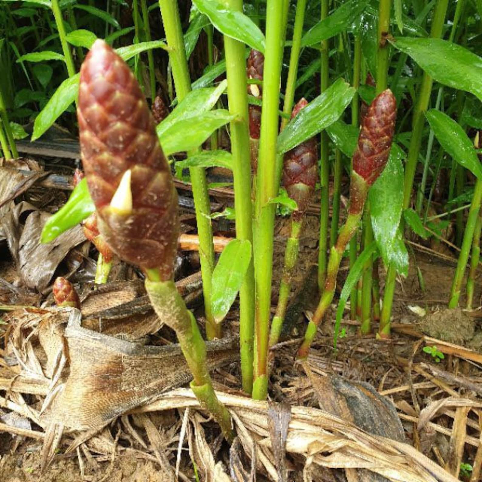 2 Bulbs of Plai Rhizome Ginger Zingiber Cassumunar Rhizome - Etsy