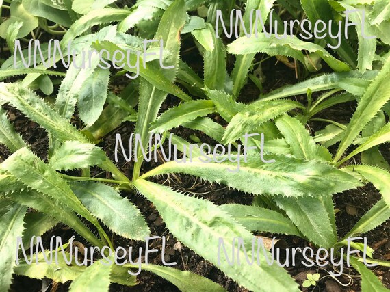 Recao Seeds Culantro Seeds Nong Gai Seed 1g Approximately - Etsy