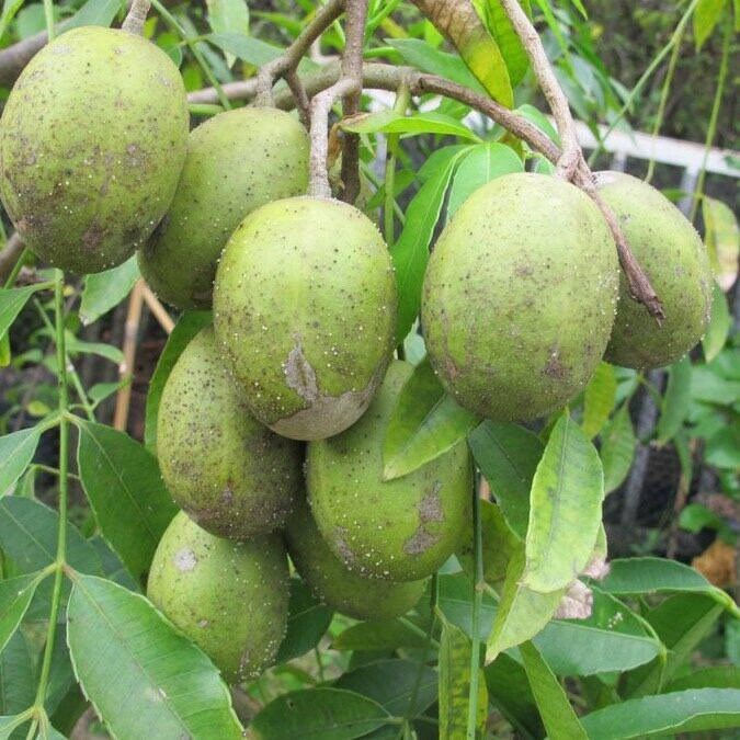 5 June Plum Fruits Seeds whole Fruit Makok in Thai - Etsy