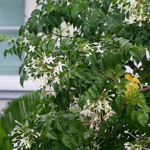 Millingtonia Tree Seed | Indian Cork Tree Seed | Tree Jasmine Seed ...