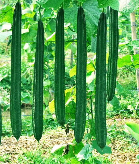 Ridge Gourd Seeds