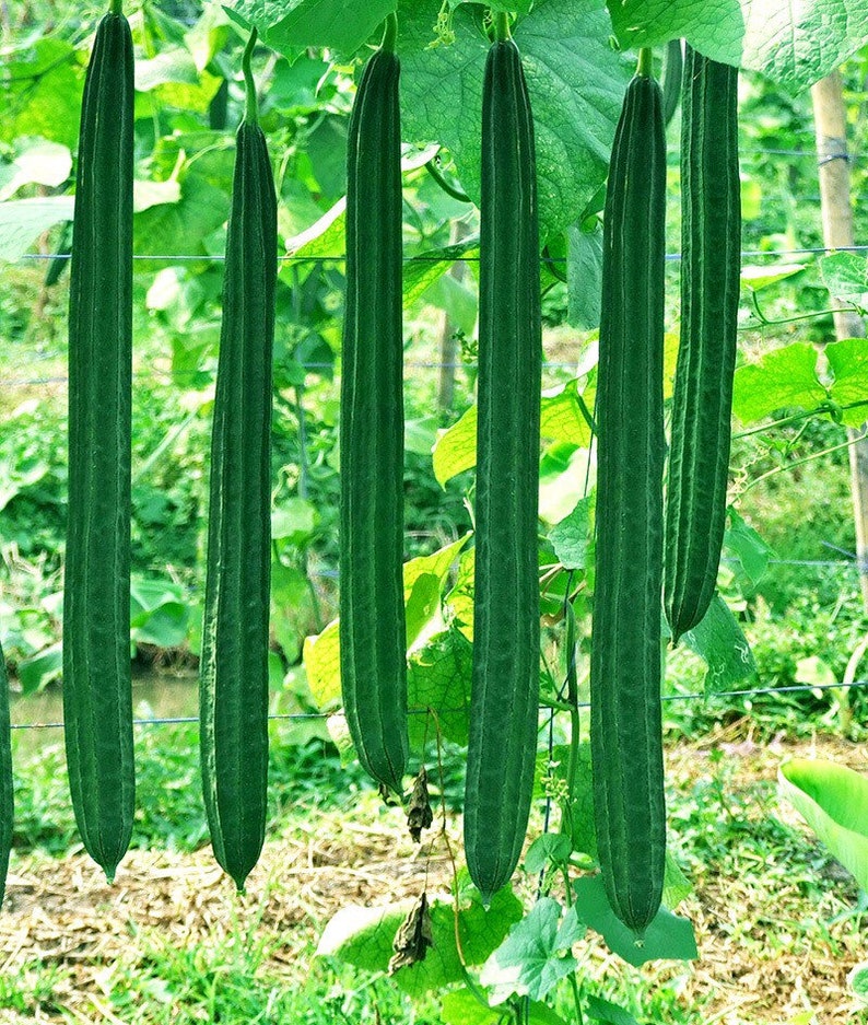 Thai Long Luffa Seed Non GMO Long Ridge Gourd Angle | Etsy