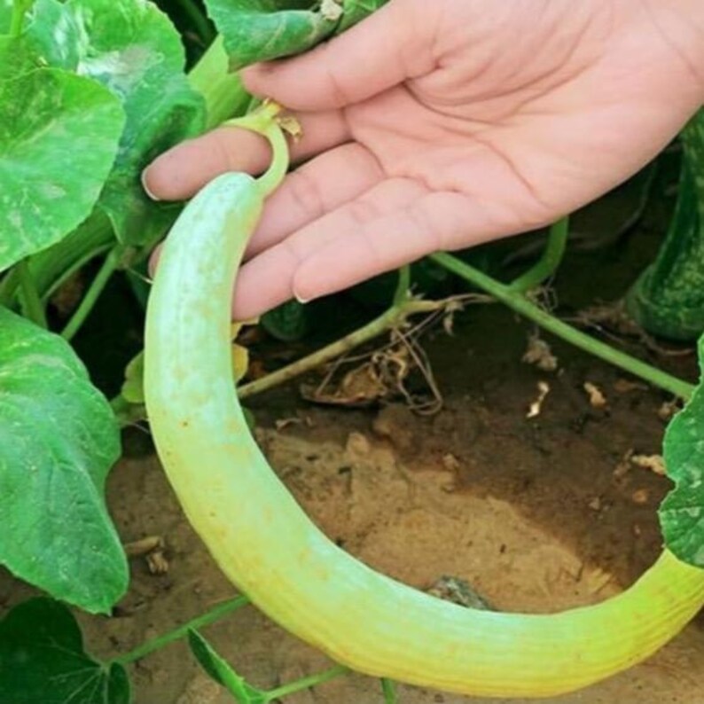 Armenian Yard Long Cucumber Seed (heirloom) Cucumber Metki Pale Green ...