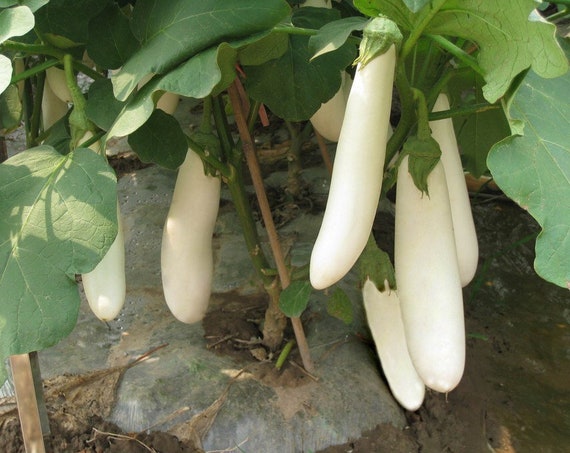 Thai White Long Eggplant Seed | Etsy