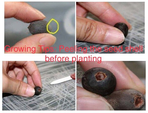 Nelumbo Nucifera Seed Indian Lotus Sacred Lotus Seed - Etsy