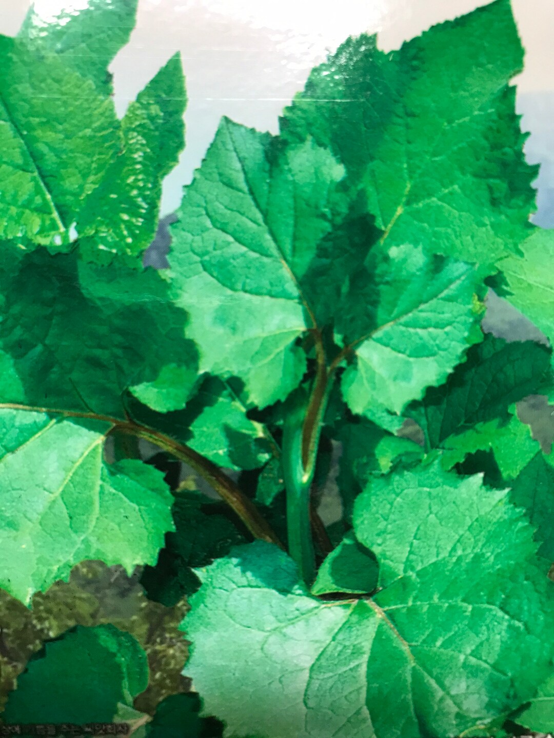 Korean Aster Chwinamul Seed - Etsy