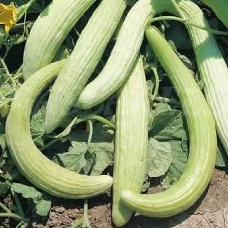 Armenian Yard Long Cucumber Seed (heirloom) Cucumber Metki Pale Green ...