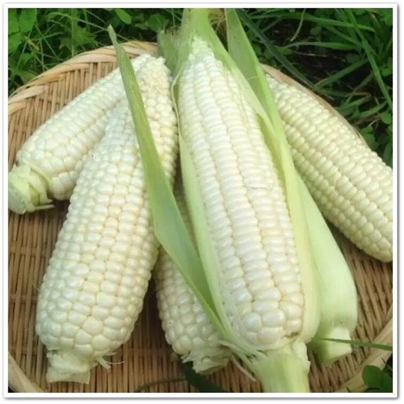 Big White Waxy Corn Seed F1 Thai Big White Waxy Corn Seed | Etsy