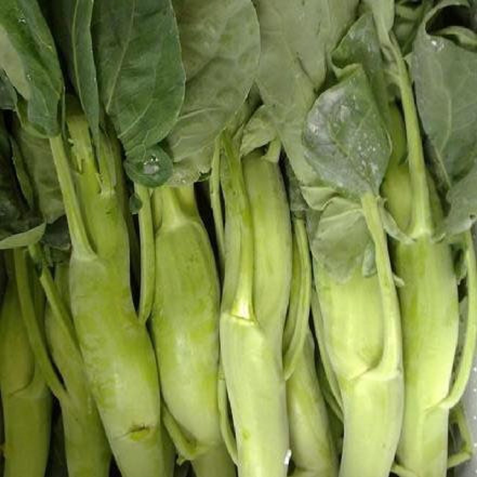 Large Stem Chinese Kale Seed Gai Lan chubby Stem Chinese | Etsy