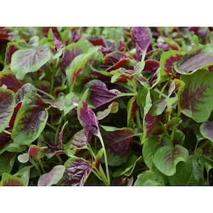 Red Striped Amaranth Seed | Yin Choi | Chinese Spinach - Etsy