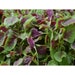 Red Striped Amaranth Seed Yin Choi Chinese Spinach - Etsy