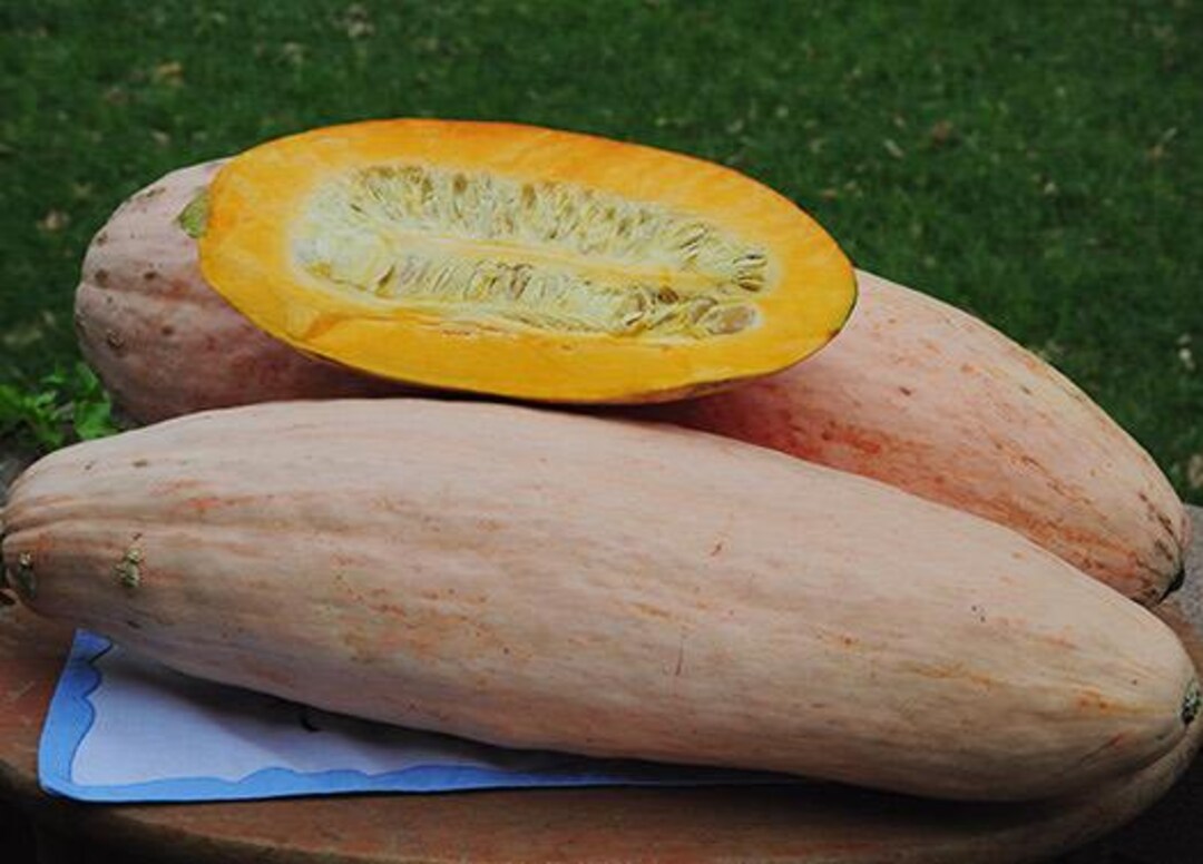 Pink Banana Jumbo Winter Squash Seed (heirloom) - Etsy