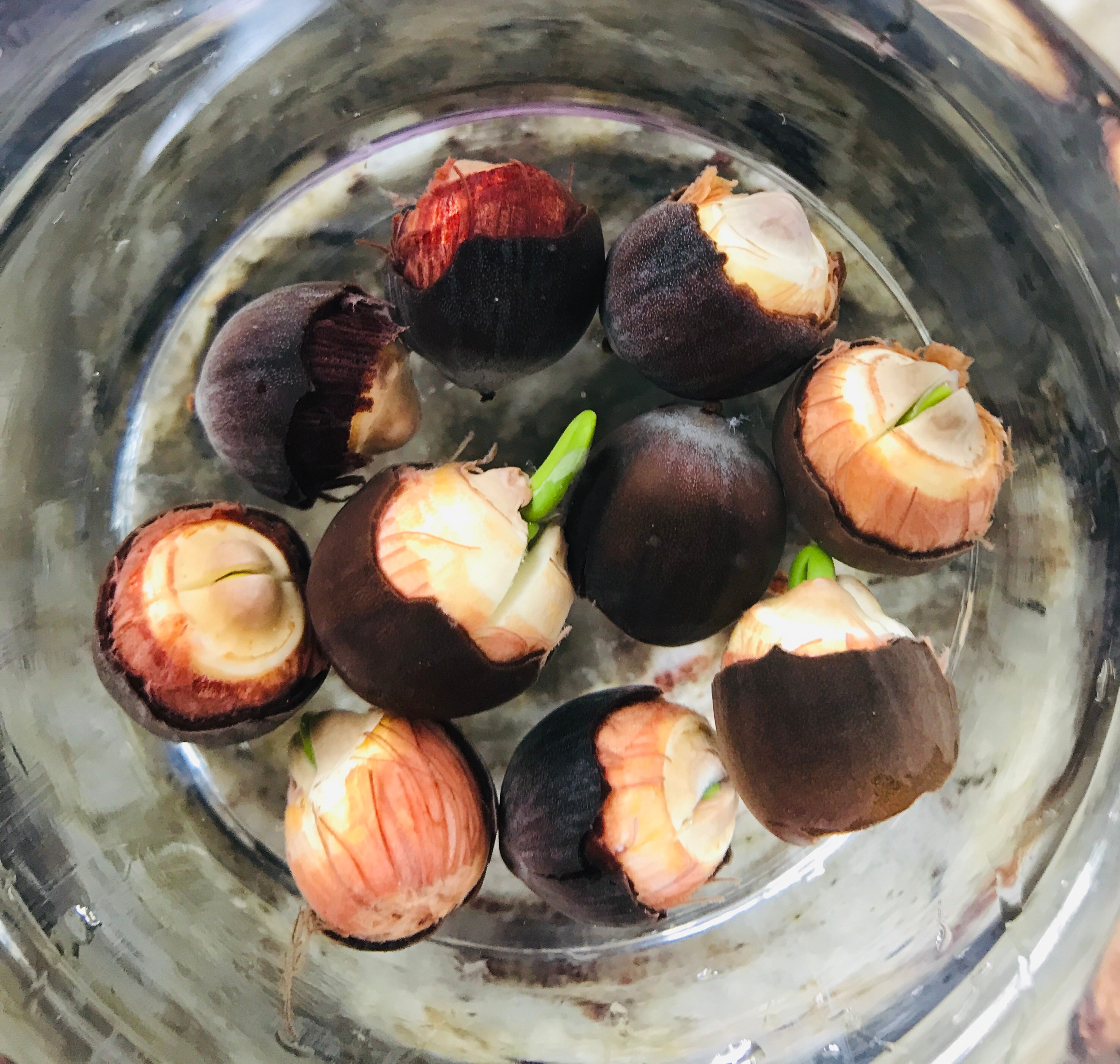 Nelumbo Nucifera Seed Indian Lotus Sacred Lotus Seed - Etsy