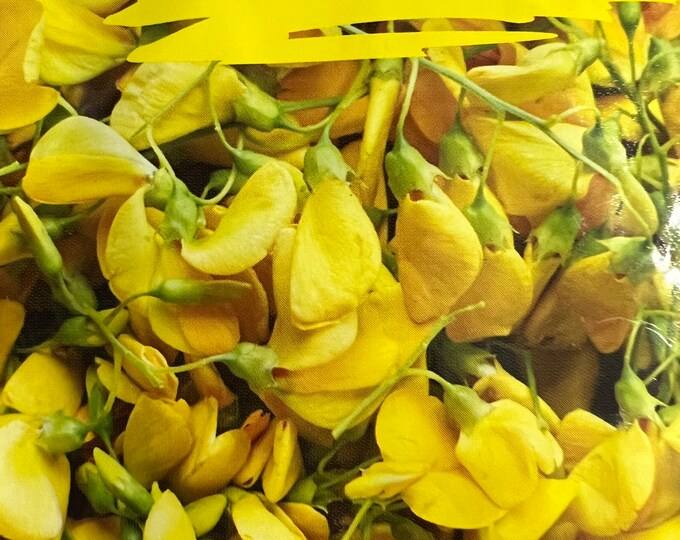 Sesbania Seed | Sano Seed (OP) - Etsy