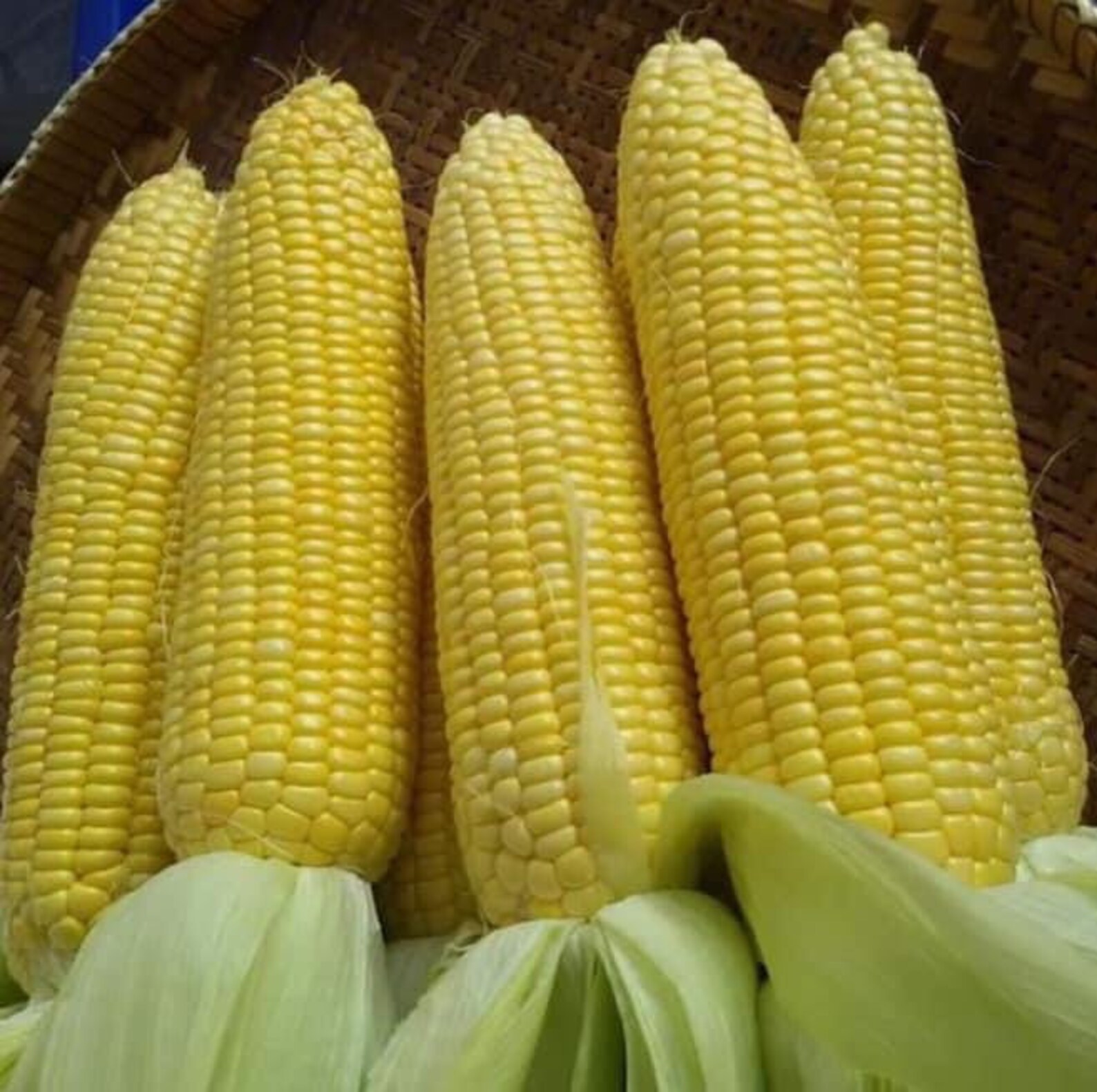 Thai Sweet Corn Seed F1 Jumbosweet Sweet Corn Seed F1 | Etsy