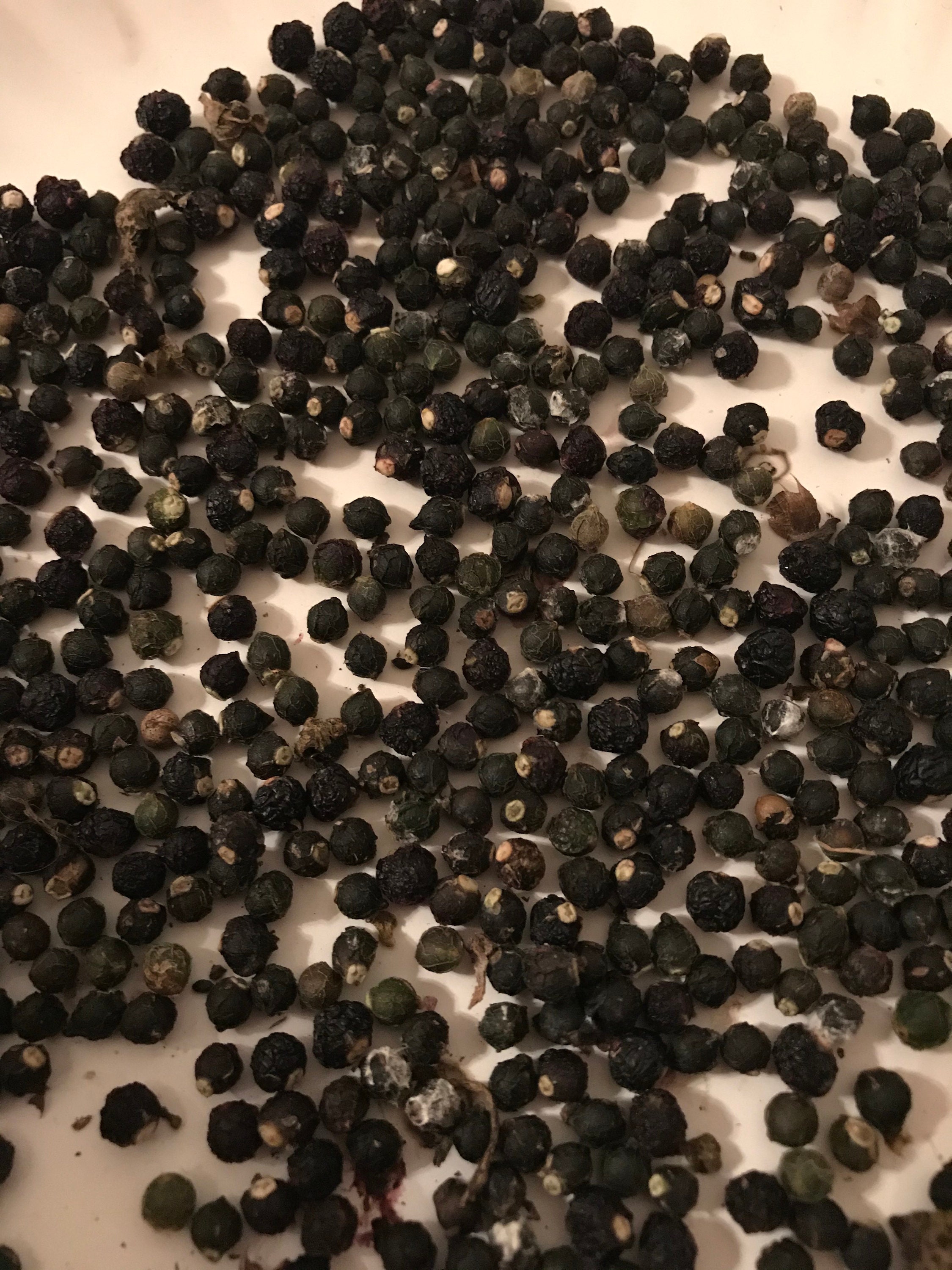 Malabar Spinach Seeds green - Etsy