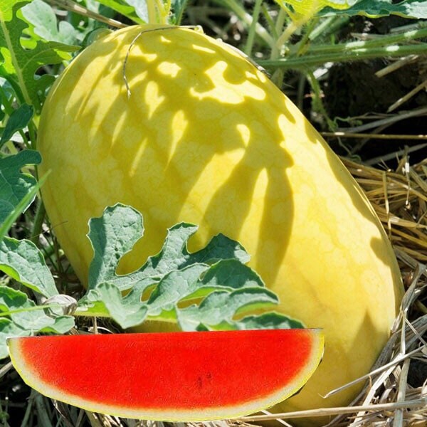 Golden King Watermelon Seed F1 Thai Golden King Watermelon - Etsy