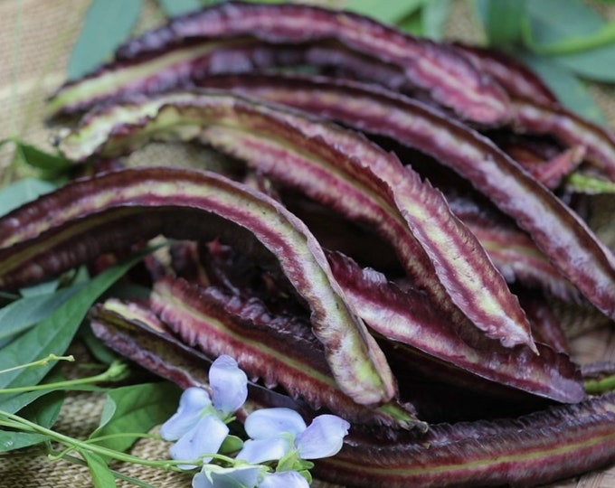 Purple Winged Bean Seed | Thai Purple Winged Bean Seed - Etsy