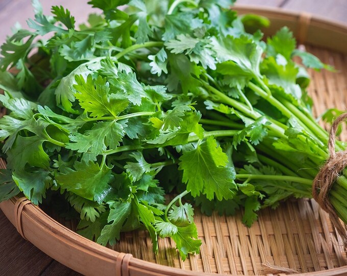 Thai Cilantro Seeds / Coriander Seeds - Etsy