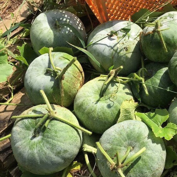 Green Round Gourds