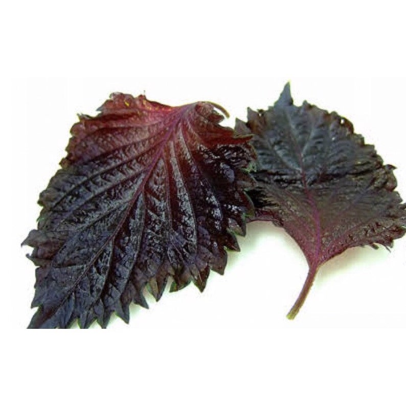 Korean Red Perilla Seed Red Shiso Red Beefsteak | Etsy