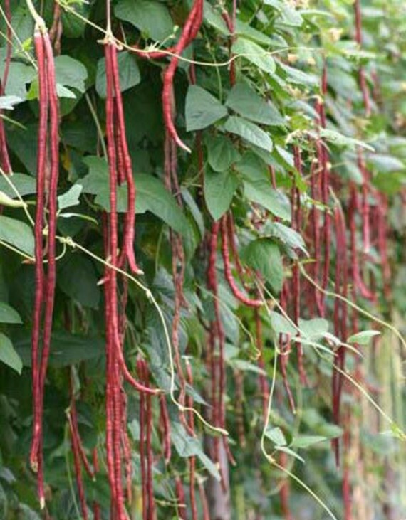 Thai Purple Yard Long Bean Seed Komen Purple Yard Long Bean - Etsy