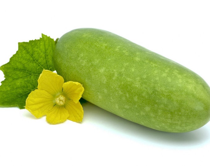 Thai Wax Gourd (F1 Var. Fengthong) | Thai Wax Melon | Winter Melon (F1 ...