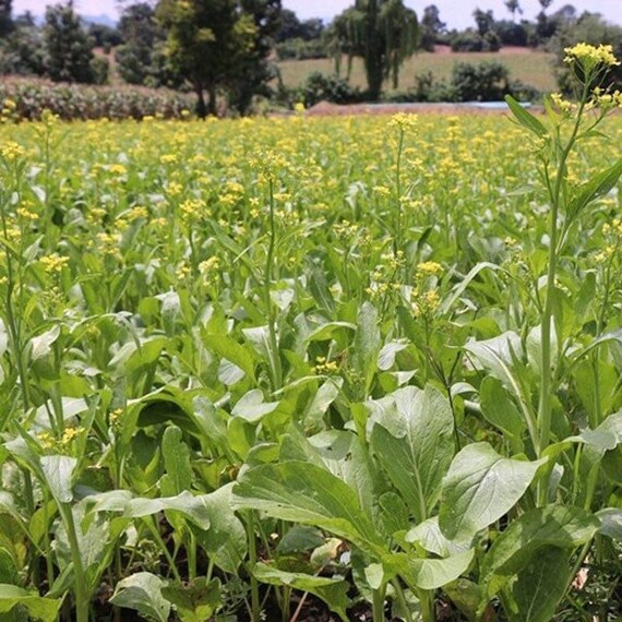 Flowering Pak Choi Seed varieties Hanoi Brassica Napa L. - Etsy