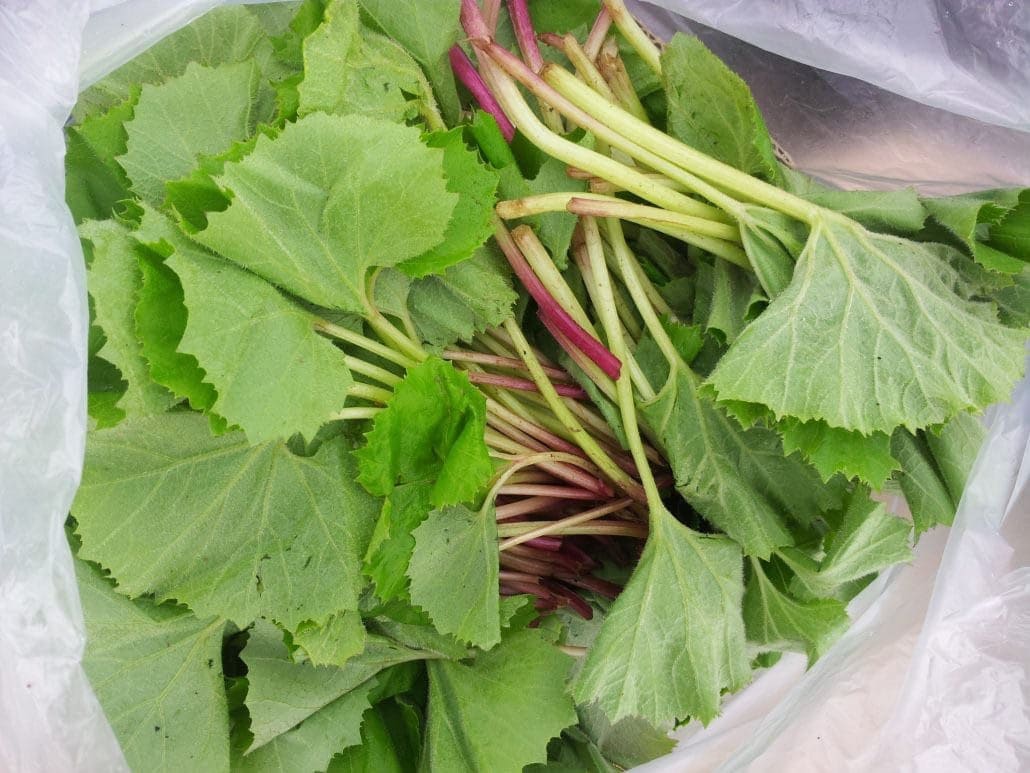 Korean Aster Chwinamul Seed | Etsy Australia