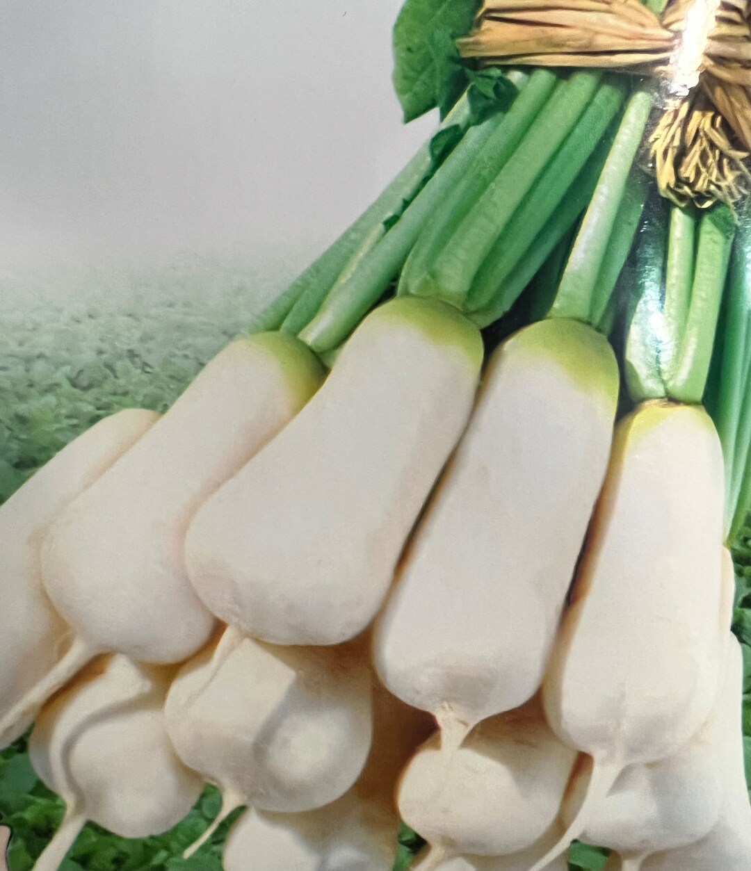 Korean Ponytail Radish Seed | Chonggak Radish Seed | Altari Radish Seed ...