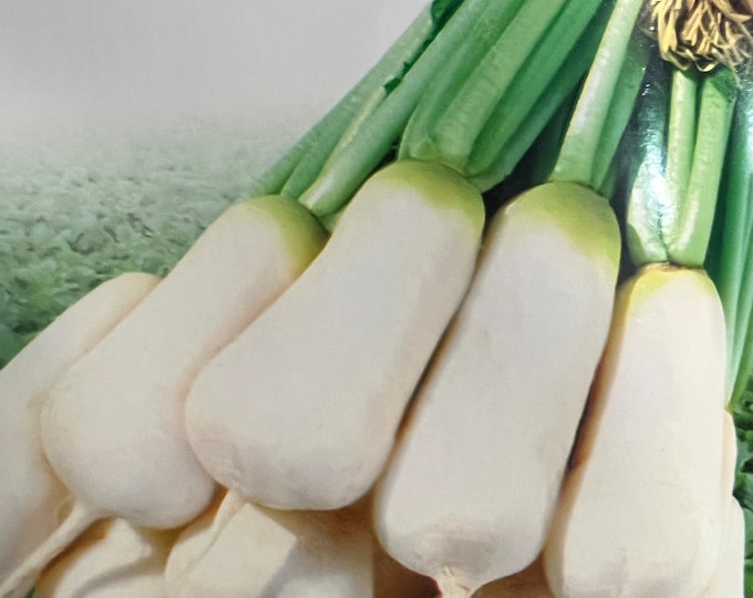 Korean Ponytail Radish Seed | Chonggak Radish Seed | Altari Radish Seed ...
