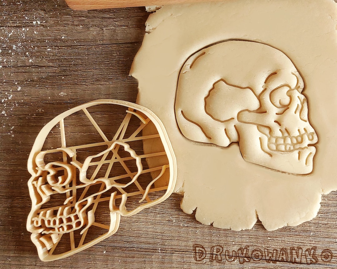 Anatomical Correct Skull From Side Biology Human Body Medicine Jaw ...