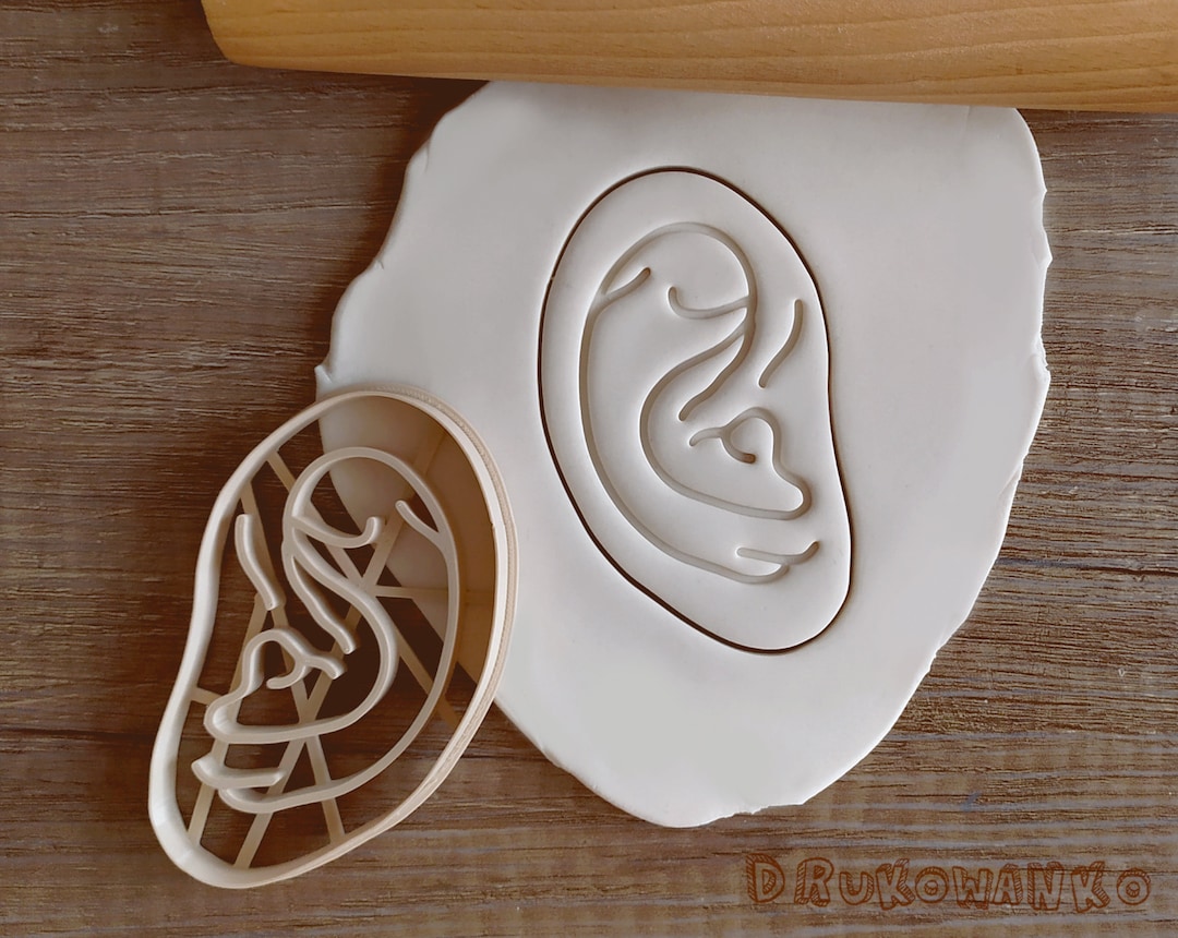 Ear Head Lug Anatomy Human Medicine Body X Ray Bones Muscles Structures ...