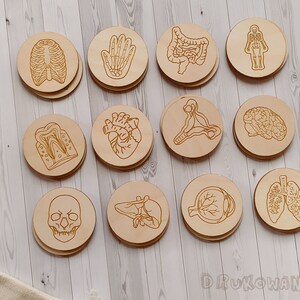 Human Organs 12 Pairs Body Biology Wooden Memory Game Matching Little ...