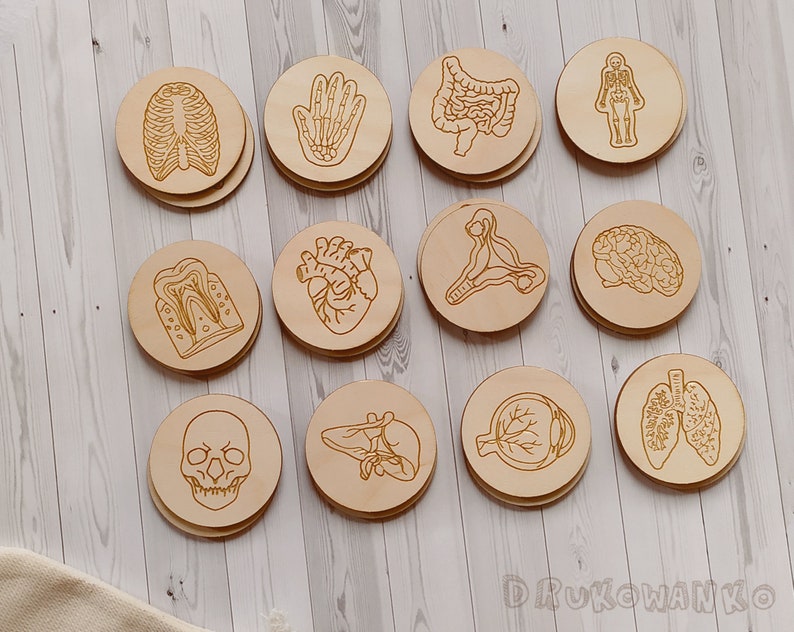 Human Organs 12 Pairs Body Biology Wooden Memory Game Matching | Etsy