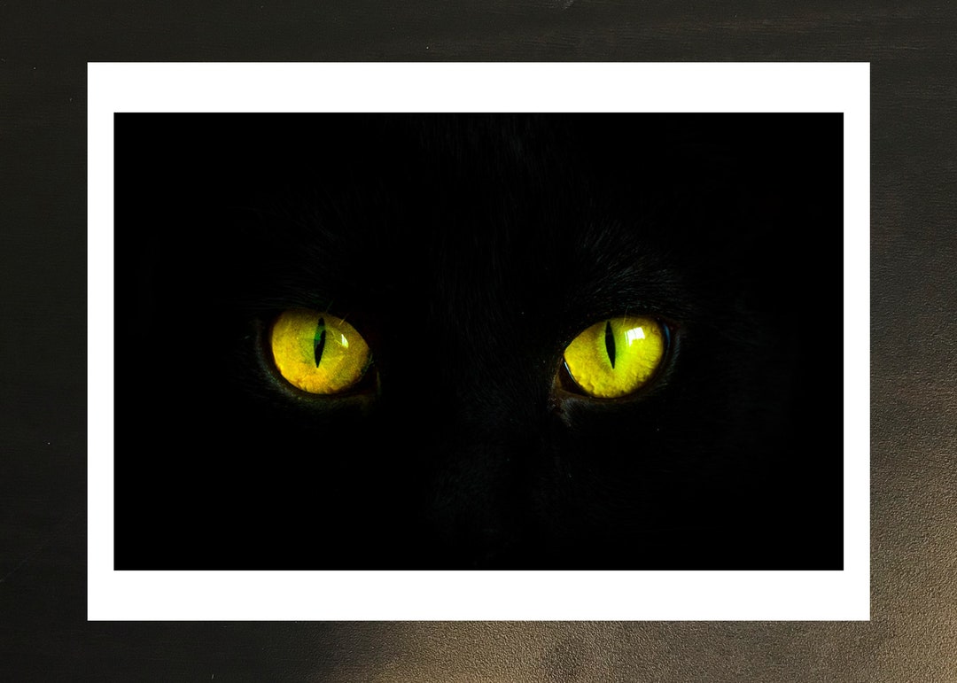 Cat Eyes, Black Cat, Photography, Print available in 3 Sizes - Etsy