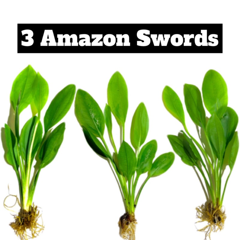 Aquatic Plants Swords - Etsy