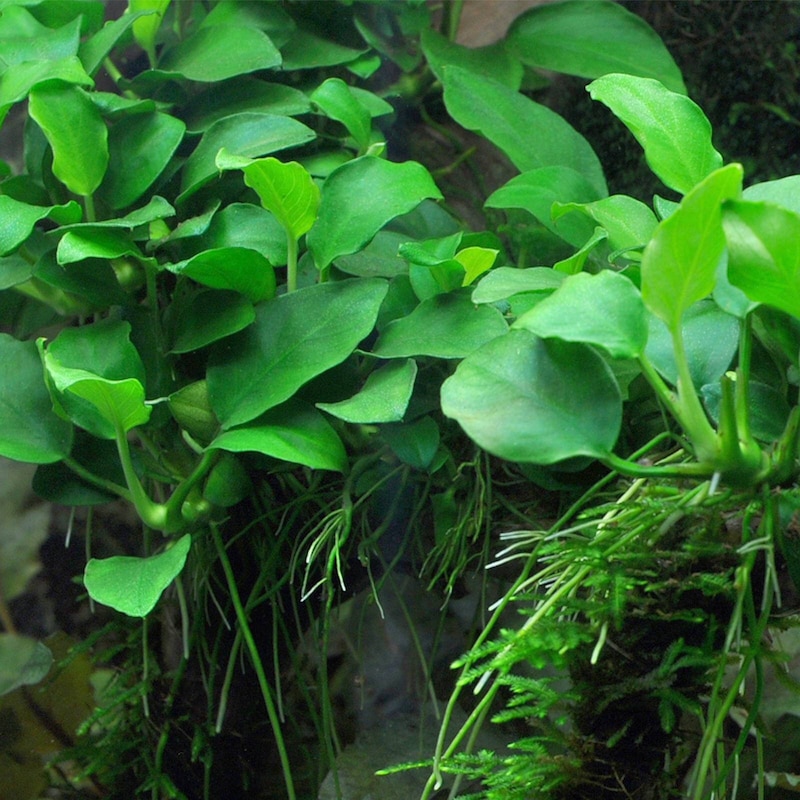 Live Aquarium Sword Plant - Etsy