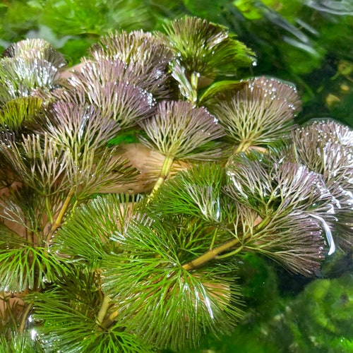 BUY 2 GET 1 FREE Green Cabomba cabomba Carolinianaeasy Live - Etsy