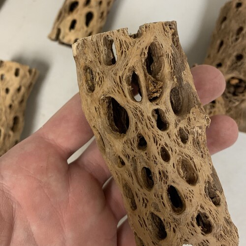 BUY 2 GET 1 FREE Cholla Wood Sticks Cholla Drift Wood - Etsy