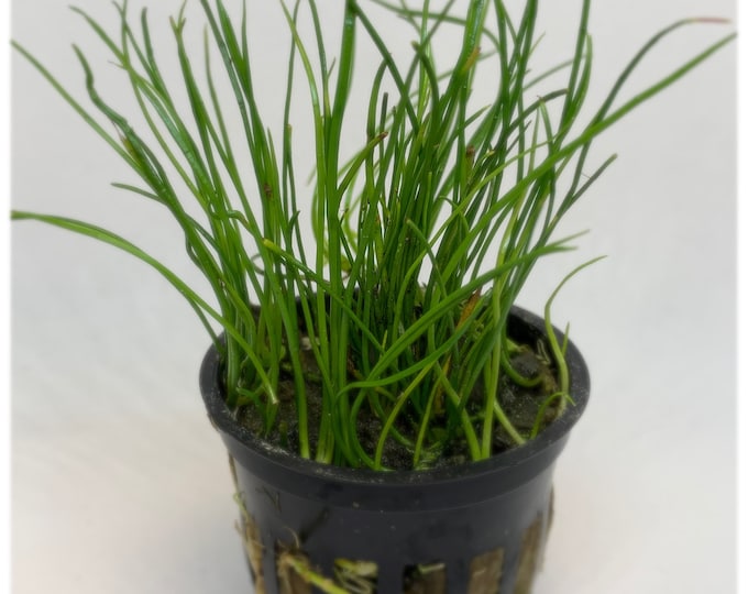 Chain Sword Narrow-leaf (echinodorus Tennelus) -buy3get1free-live ...