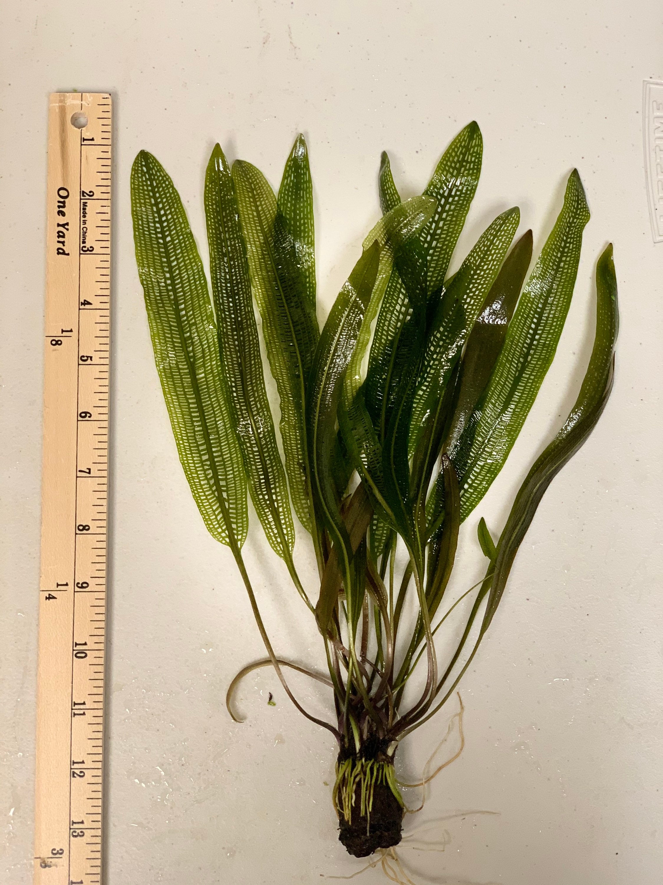 Aponogeton Madagascariensis