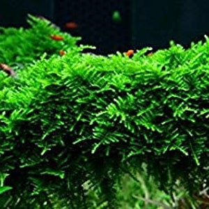 BUY 2 GET 1 FREE Christmas Moss on Lava Rock Vesicularia Montagnei Java ...