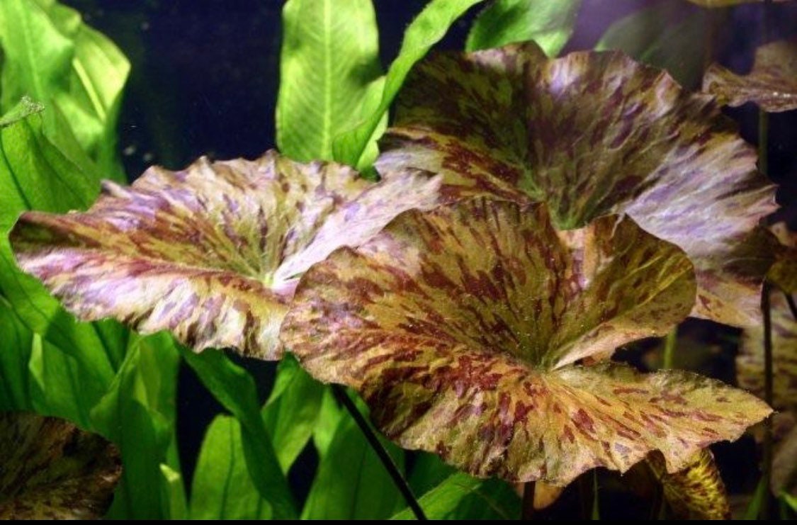 3x Tiger Lotus Nymphaea Zenkeri Water Lily Live Aquarium - Etsy