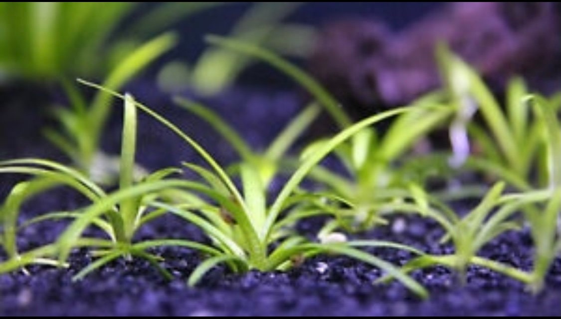 15x Dwarf Sagittaria Subulata Dwarf Sag Live Aquarium Plants - Etsy
